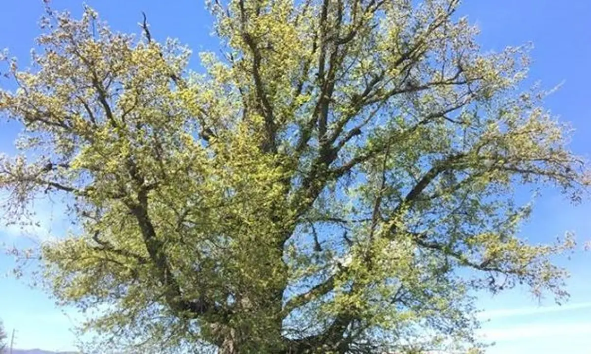 Η αρχαιότερη βελανιδιά της Ευρώπης βρίσκεται στην Ελλάδα